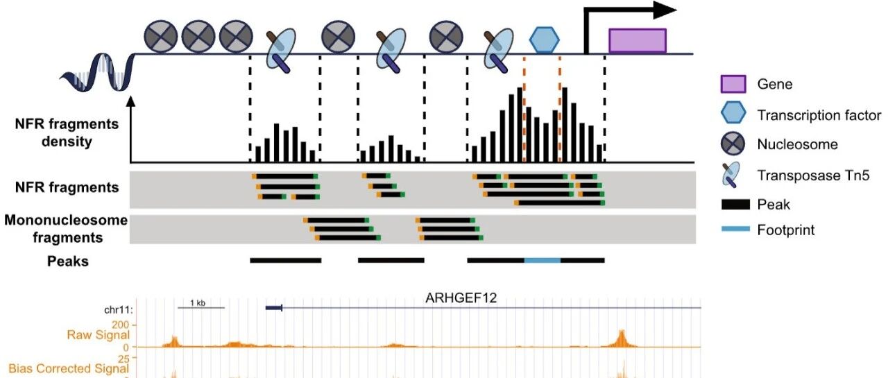 ATAC-seq分析：Peak Calling（8）-腾讯云开发者社区-腾讯云