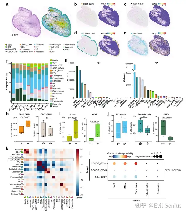 文献分享--颗粒酶K+CD8+ T细胞与成纤维细胞相互作用，促进鼻息肉中性粒细胞炎症（首篇10X HD平台实验类文章）-腾讯云开发者社区-腾讯云