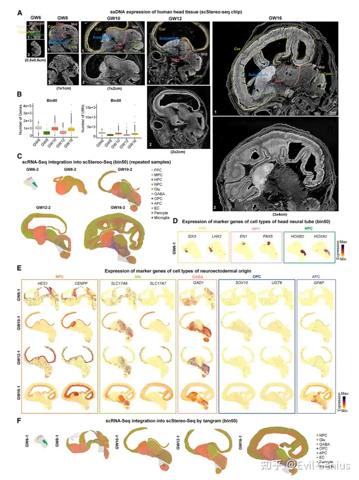 时空转录组图谱揭示了人类大脑发育的区域特征（Stereo-seq）-腾讯云开发者社区-腾讯云