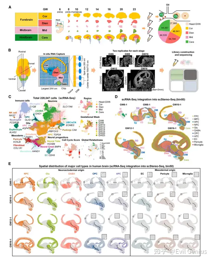 时空转录组图谱揭示了人类大脑发育的区域特征（Stereo-seq）-腾讯云开发者社区-腾讯云