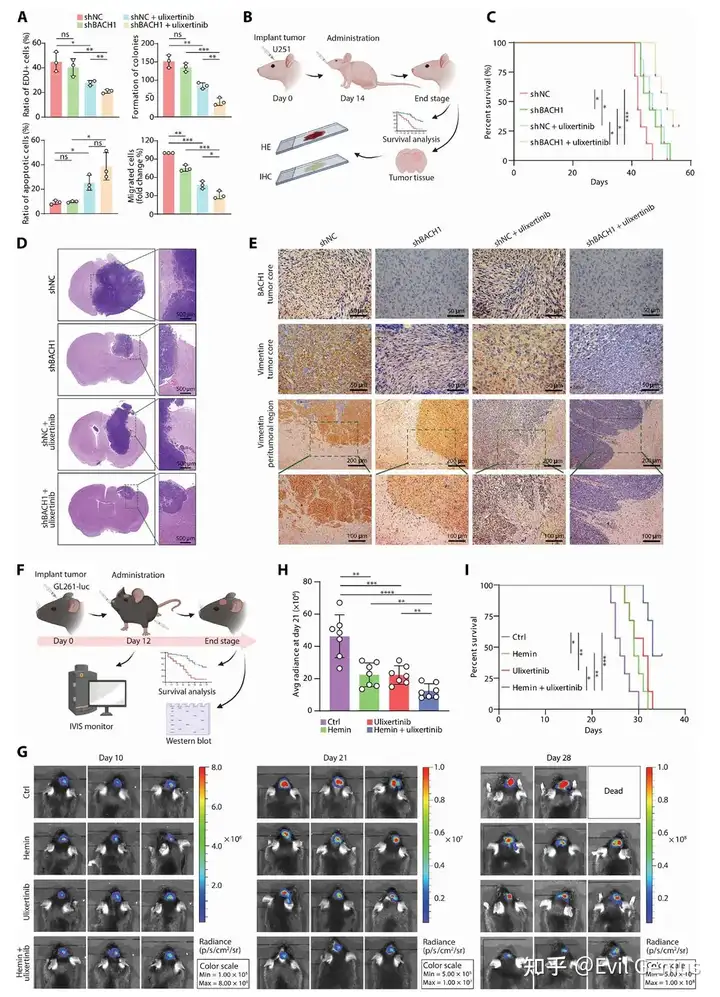 文献分享----单细胞多组学（snRNA + snATAC）揭示胶质母细胞瘤的区域特异性可塑性-腾讯云开发者社区-腾讯云