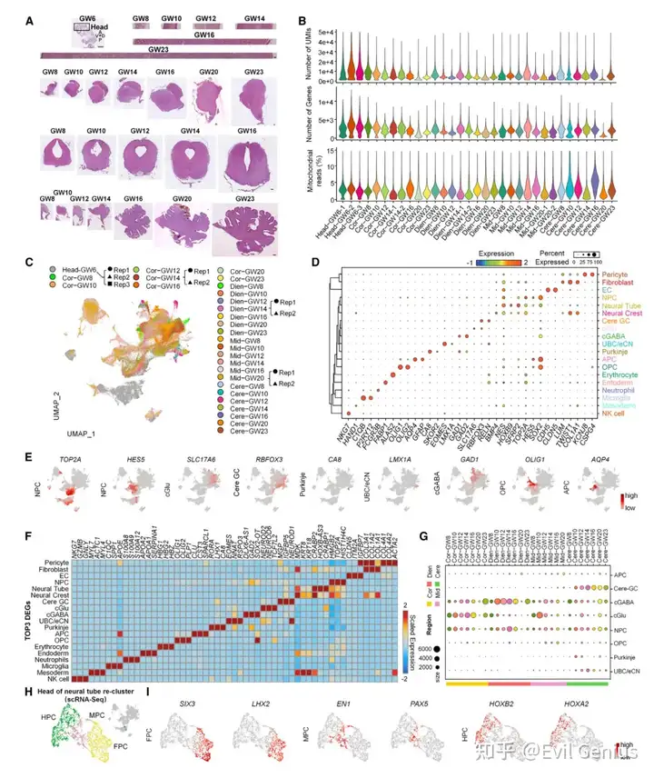 时空转录组图谱揭示了人类大脑发育的区域特征（Stereo-seq）-腾讯云开发者社区-腾讯云