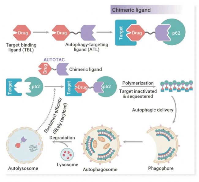 科研助攻 | 蛋白降解：AUTOTAC、第一代、第二代 AUTAC? 你分清了吗？ | MedChemExpress (MCE)-腾讯云开发者 ...