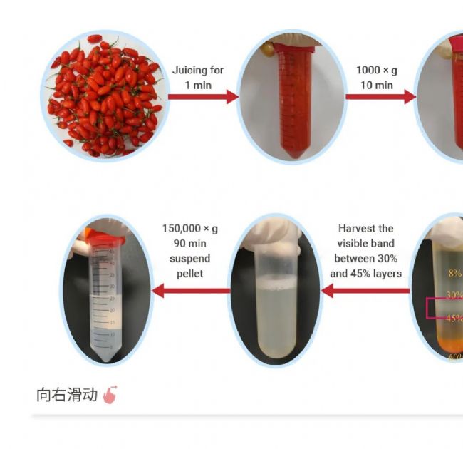 干货分享 | PHK 26：如何进行体外细胞的标记和追踪？ | MedChemExpress (MCE)-腾讯云开发者社区-腾讯云