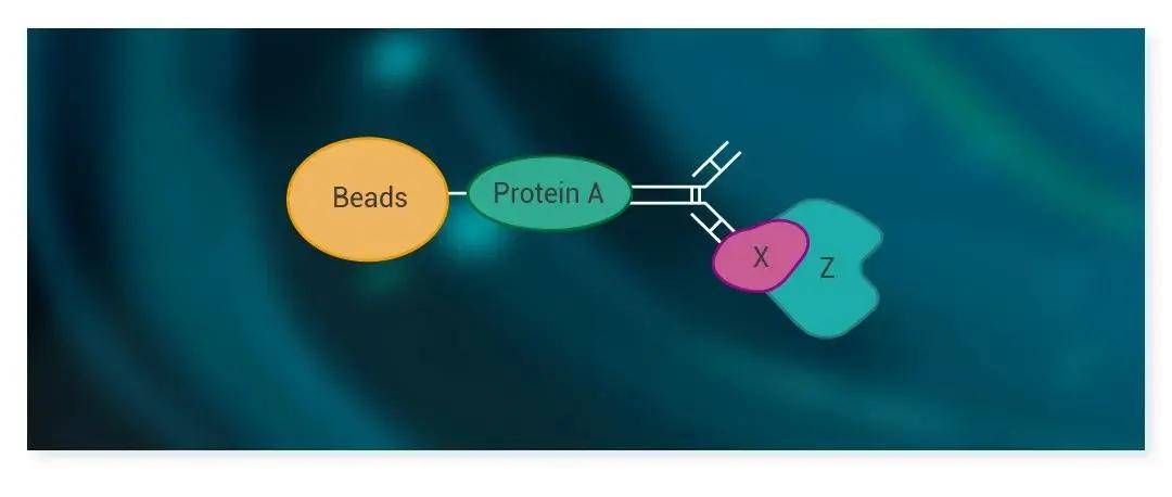 Co-IP 实验不踩坑：蛋白 "拉下场" 的秘密！揭秘Co-IP实验操作技巧-腾讯云开发者社区-腾讯云