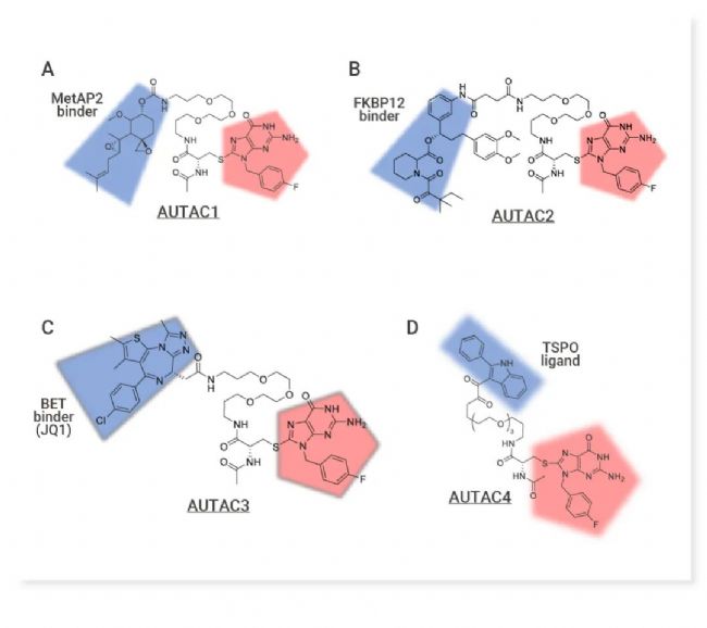科研助攻 | 蛋白降解：AUTOTAC、第一代、第二代 AUTAC? 你分清了吗？ | MedChemExpress (MCE)-腾讯云开发者 ...