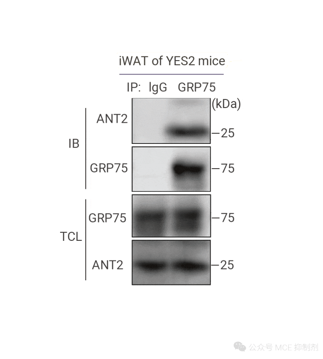 Co-IP 实验不踩坑：蛋白 "拉下场" 的秘密！揭秘Co-IP实验操作技巧-腾讯云开发者社区-腾讯云