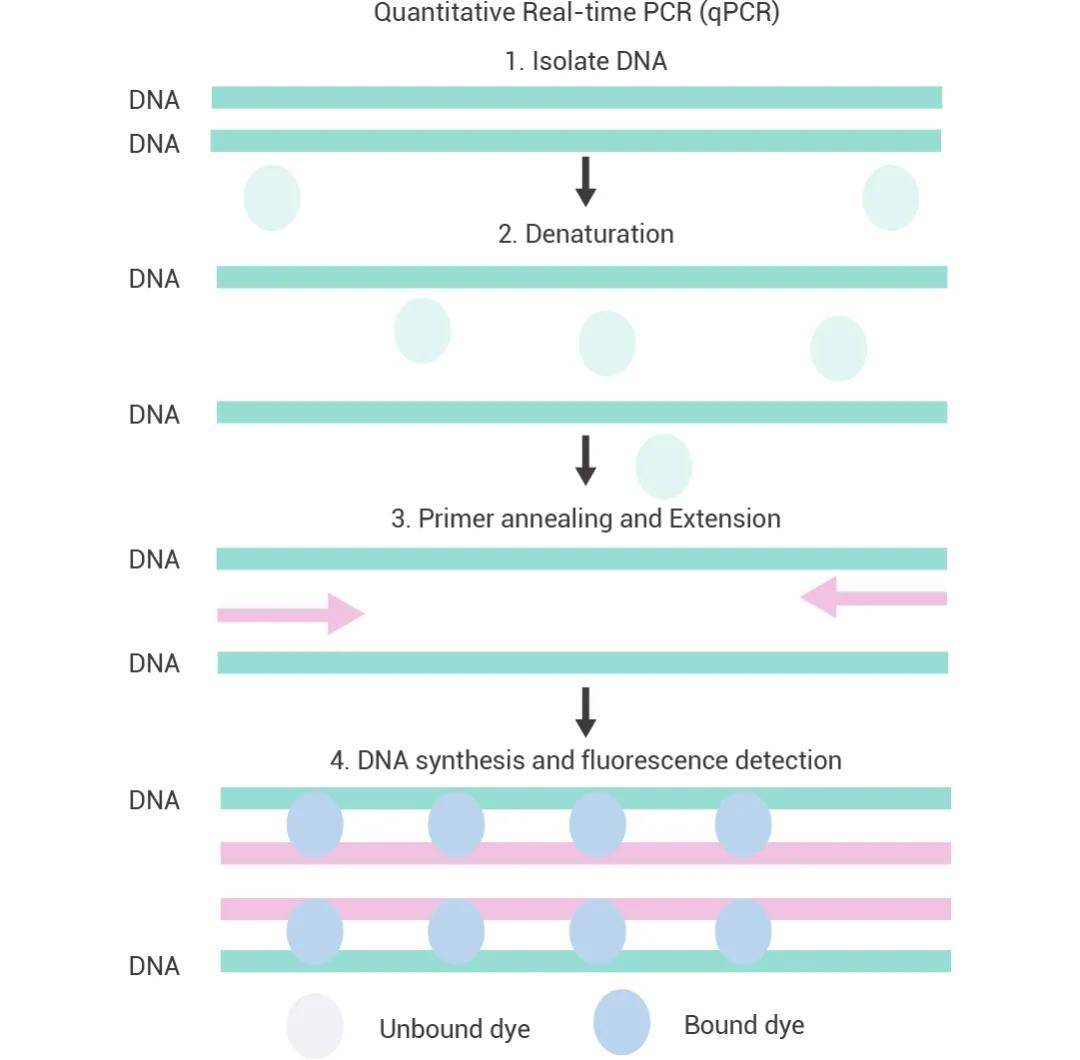 熔解曲线与 Ct 值：评价 qPCR 实验是否成功的“隐形英雄”？ | MCE-腾讯云开发者社区-腾讯云