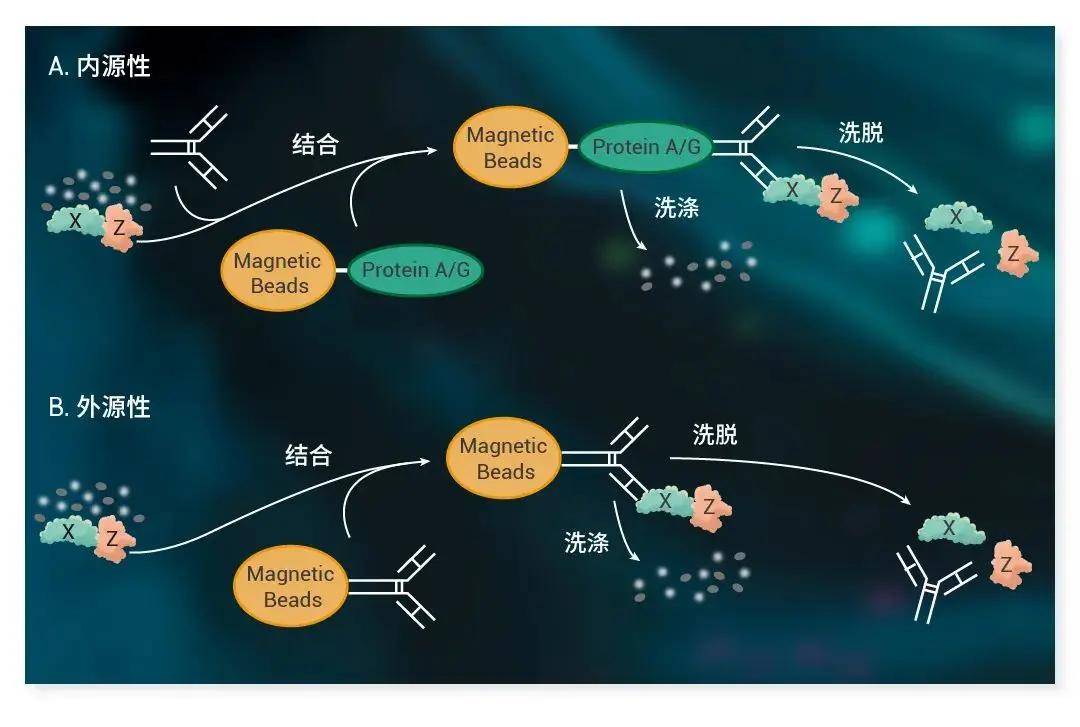Co-IP 实验不踩坑：蛋白 "拉下场" 的秘密！揭秘Co-IP实验操作技巧-腾讯云开发者社区-腾讯云