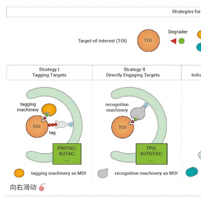 科研助攻 | 蛋白降解：AUTOTAC、第一代、第二代 AUTAC? 你分清了吗？ | MedChemExpress (MCE)-腾讯云开发者 ...