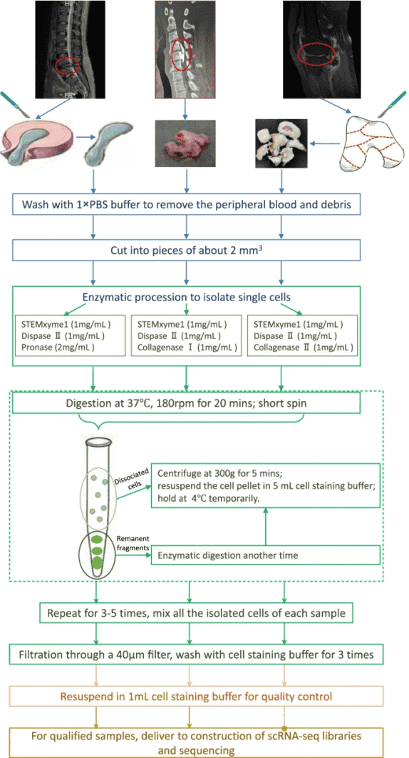 AbMole小课堂丨Neutral Protease II（分散酶II）：从原代细胞分离到类器官传代的重要研究工具-腾讯云开发者社区-腾讯云