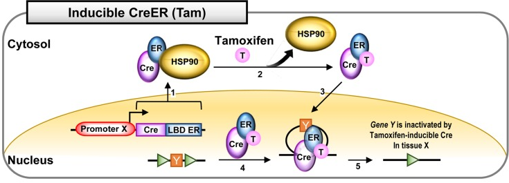 AbMole小课堂丨Tamoxifen：从乳腺癌研究到基因编辑的关键工具-腾讯云开发者社区-腾讯云