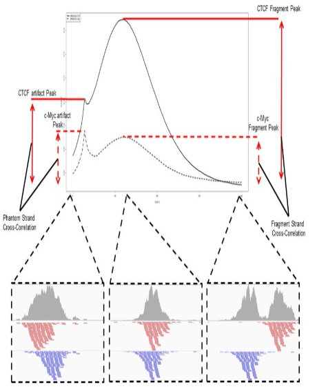 ChIP-seq 分析：评估片段长度与处理（6）-腾讯云开发者社区-腾讯云