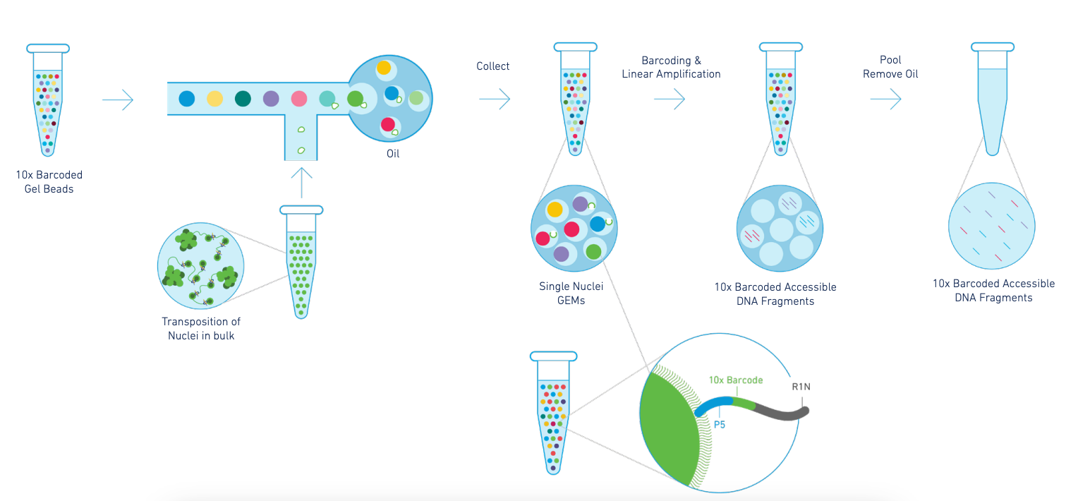 单细胞ATAC实战01: CellRanger-ATAC定量-腾讯云开发者社区-腾讯云