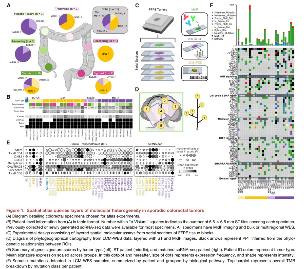10X单细胞、空间、WES测序分析揭示肿瘤微环境进化区域异质性-腾讯云开发者社区-腾讯云