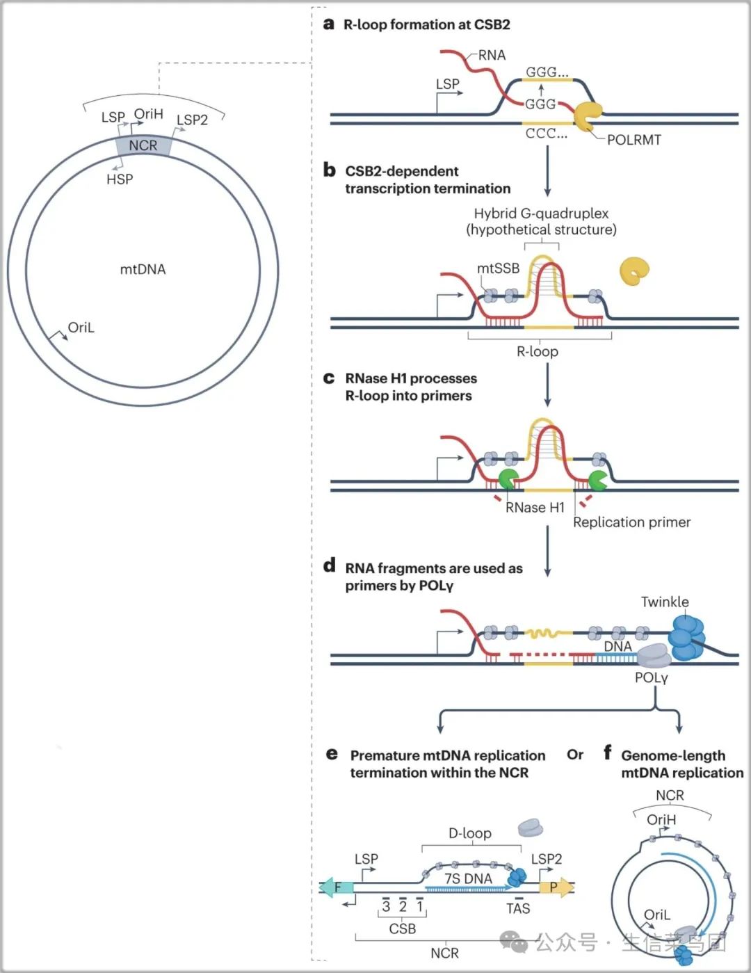 这篇review带你了解，人类线粒体转录的机制与调控-腾讯云开发者社区-腾讯云