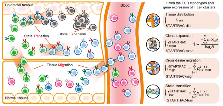 EICD || 刻画肿瘤与免疫细胞之间的紧张局势-腾讯云开发者社区-腾讯云