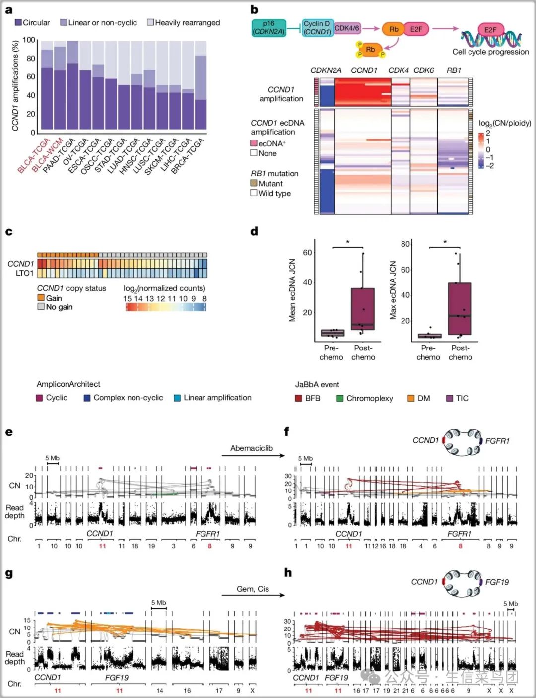 Nature ecDNA 系列 | ecDNA 如何促进癌症的进化-腾讯云开发者社区-腾讯云