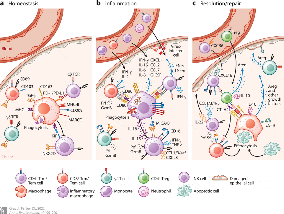 EICD || 刻画肿瘤与免疫细胞之间的紧张局势-腾讯云开发者社区-腾讯云
