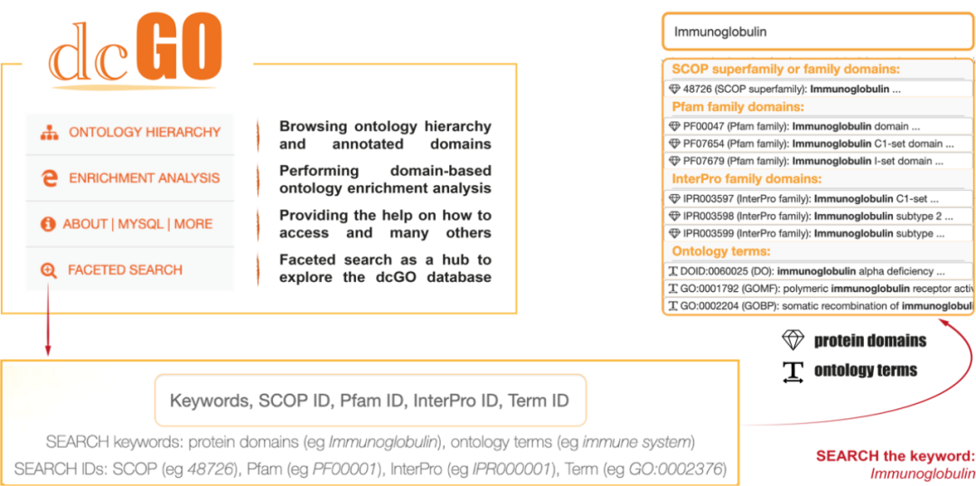 上海瑞金医院方海团队自主开发dcGO——蛋白结构域语义注解在线数据库-腾讯云开发者社区-腾讯云