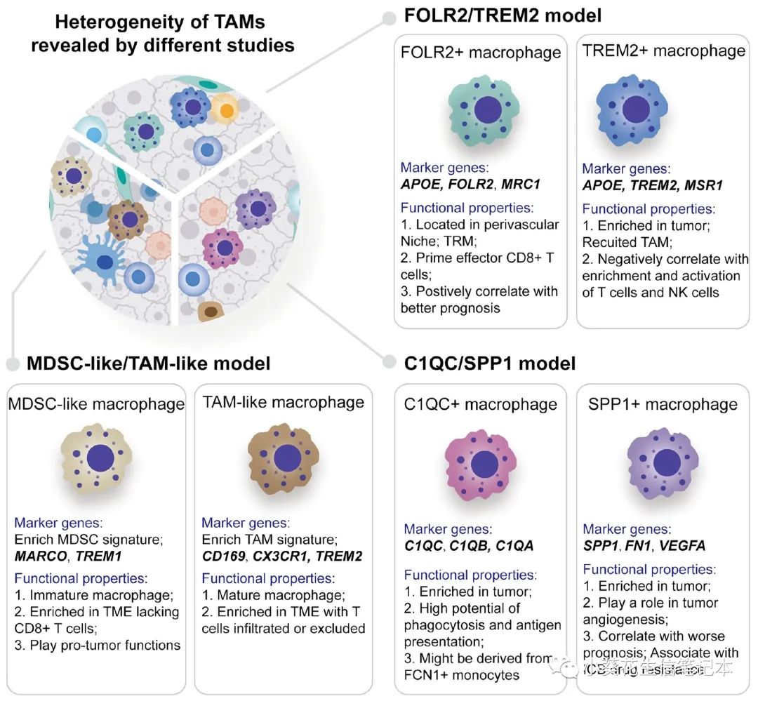 综述：单细胞基因组学时代肿瘤浸润髓系细胞的异质性-腾讯云开发者社区-腾讯云