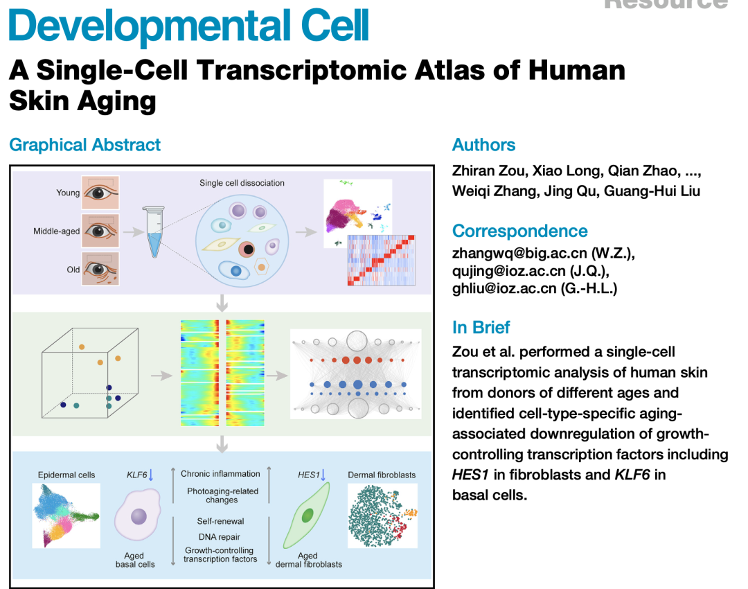 人皮肤衰老单细胞转录组数据之HRA000395-腾讯云开发者社区-腾讯云