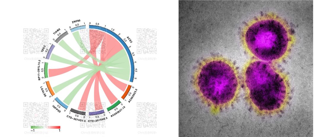 【画图】与SARS-CoV-2病毒结合ACE2基因表达正相关的LncRNA有哪些？-腾讯云开发者社区-腾讯云