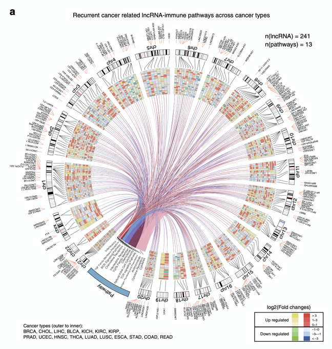 【画图】RCircos（一）：先画一个Demo找找感觉-腾讯云开发者社区-腾讯云