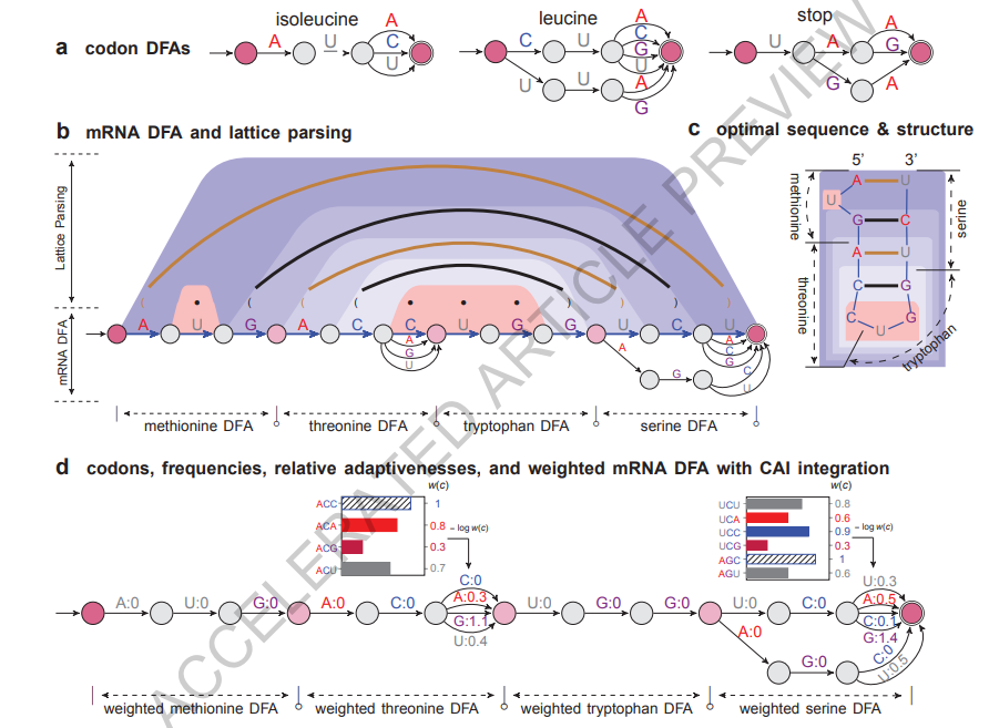 百度出品，Nature重磅 -- 优化的mRNA设计算法可改善mRNA的稳定性和免疫原性-腾讯云开发者社区-腾讯云