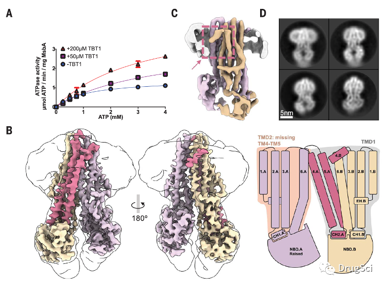 文献阅读-MsbA的变构抑制机制研究-腾讯云开发者社区-腾讯云