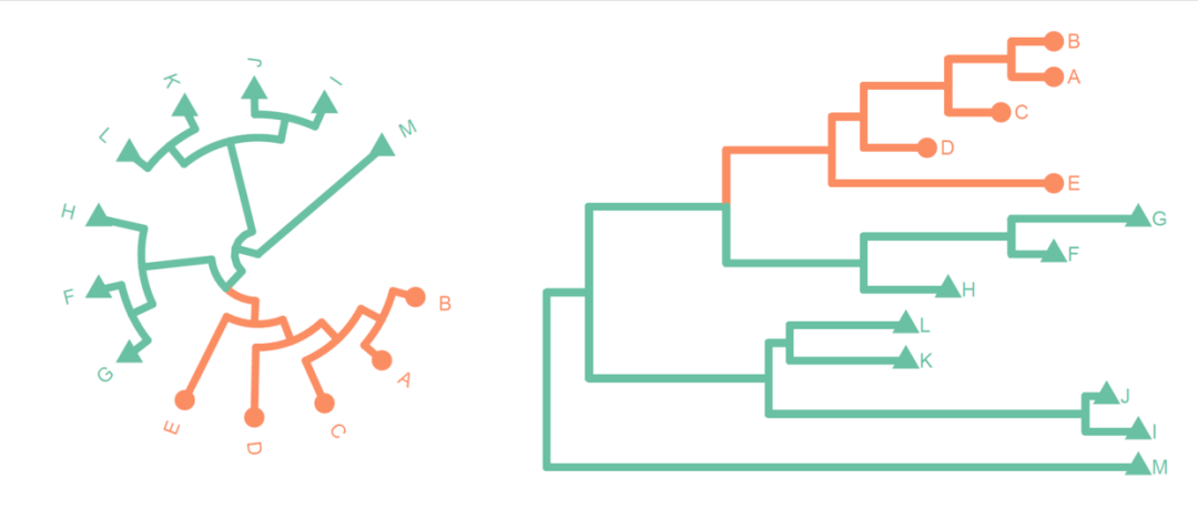 跟着NatureCommunications学作图：R语言ggtree根据分组给进化树上色-腾讯云开发者社区-腾讯云