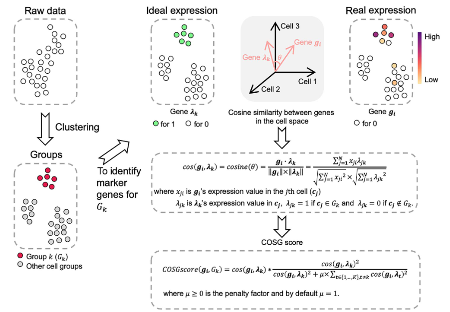单细胞分析工具||COSG鉴定marker基因-腾讯云开发者社区-腾讯云