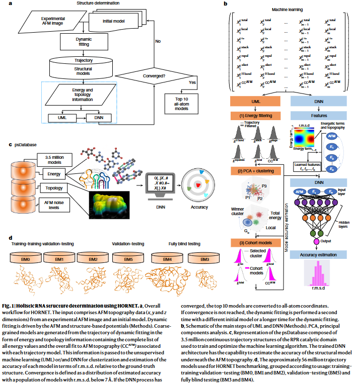Nature | 利用AFM和深度神经网络解析RNA构象-腾讯云开发者社区-腾讯云