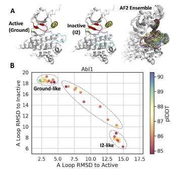 Nat. Commun. | AlphaFold2进行高通量预测蛋白质构象分布-腾讯云开发者社区-腾讯云
