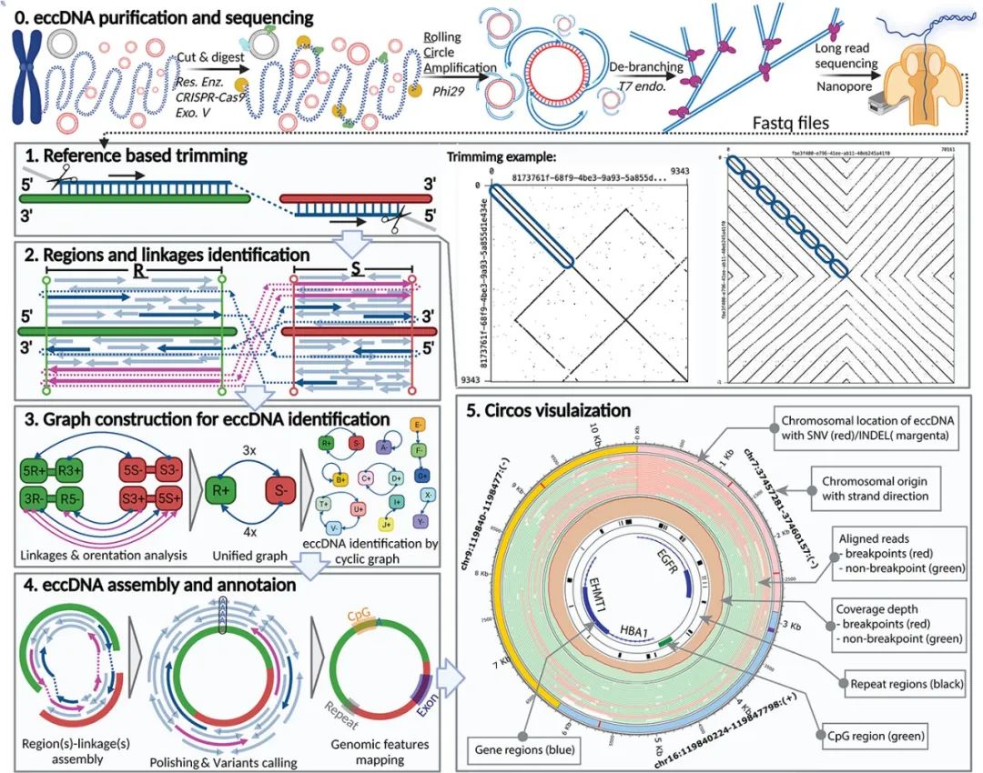 [Brief. Bioinformatics | 论文简读] CReSIL：从长读序列中准确识别染色体外环状DNA-腾讯云开发者社区-腾讯云