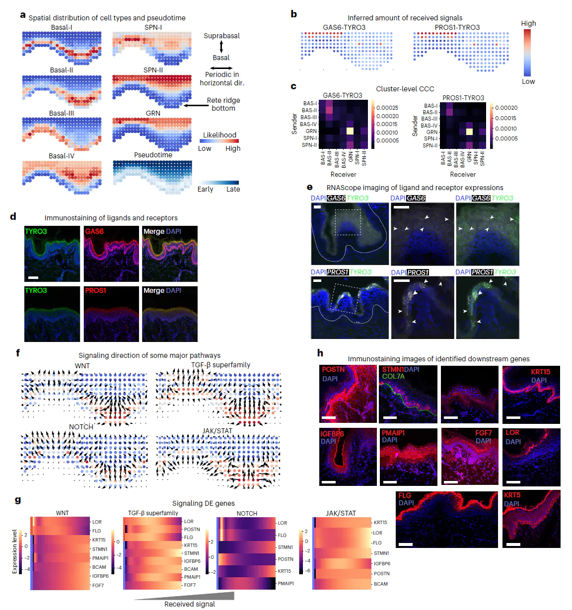 通过空间行为（optimal transport）推断空间细胞间通讯信号方向(COMMOT)-腾讯云开发者社区-腾讯云